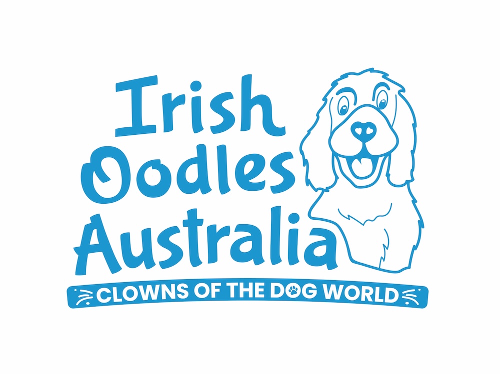 Available Irish Oodle Puppies | Find Your New Best Friend